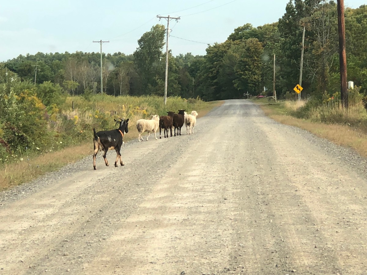 The Man Was Anatomically Correct – MoonPark Review